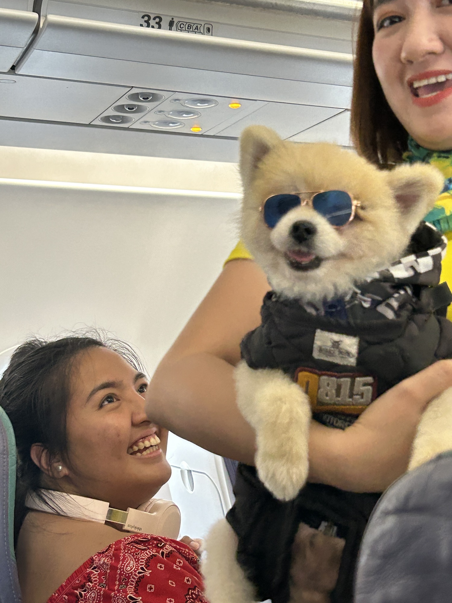 Dog on board – a cute dog on our Cebu Pacific flight « Caught (up) in ...